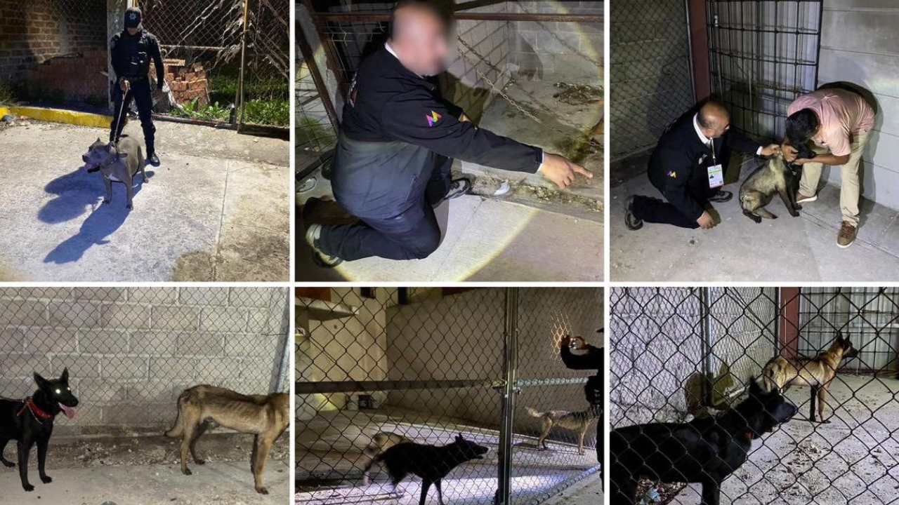 Edomex: Rescatan a 8 perritos maltratados en Cuautitlán