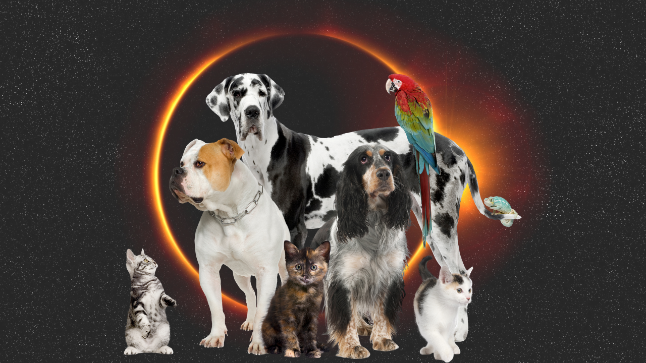 Eclipse Solar 2023: ¿Cómo cuidar a tus mascotas durante el eclipse?