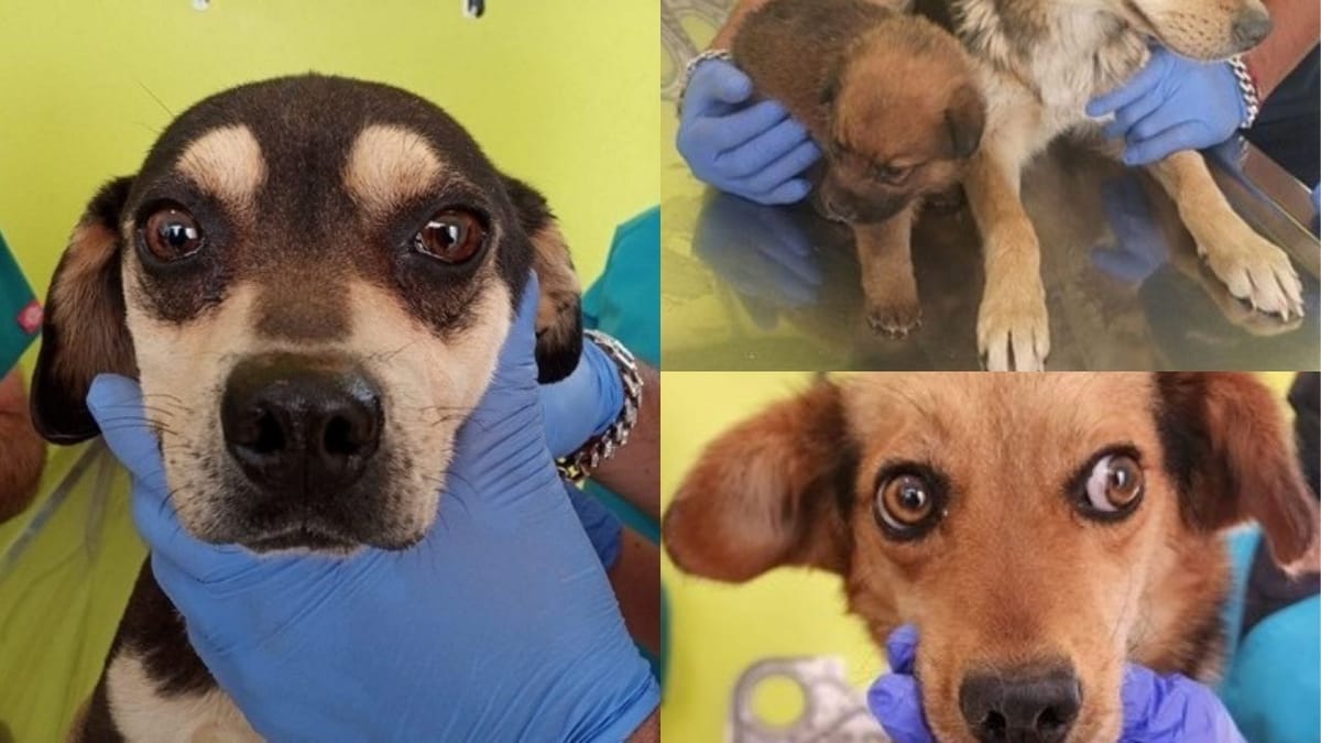 Rescatan a 8 perritos abandonados en Toluca; no hay detenidos