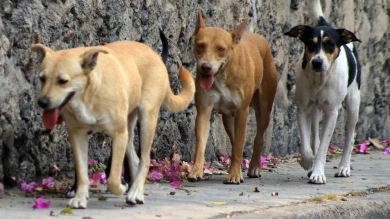 Ecatepec El Municipio Del Edomex Con Más Perritos Callejeros